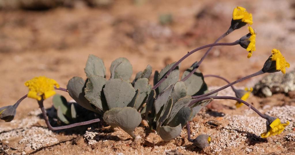 Potato Babooncabbage (Othonna cacalioides) - Botanical Realm