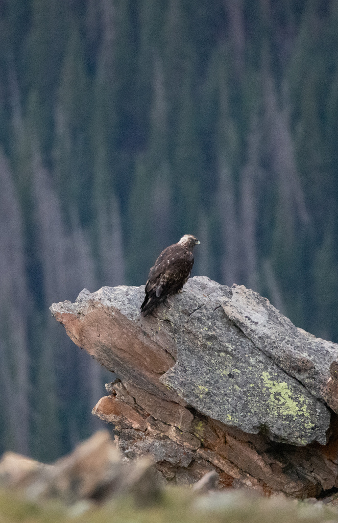 Golden Eagle from Rocky Mountain National Park, Granby, CO, US on ...