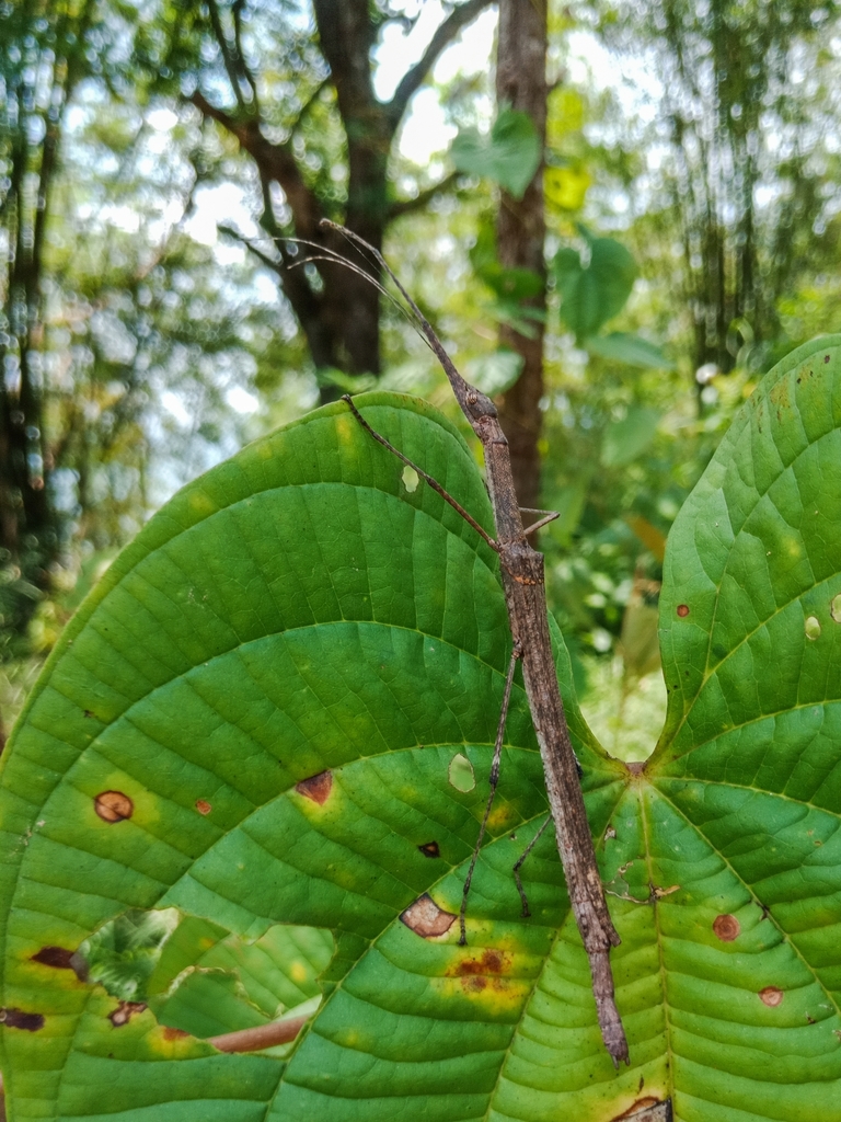 Sosibia from ชัยภูมิ on August 21, 2021 by Kavee Sirichantakul ...