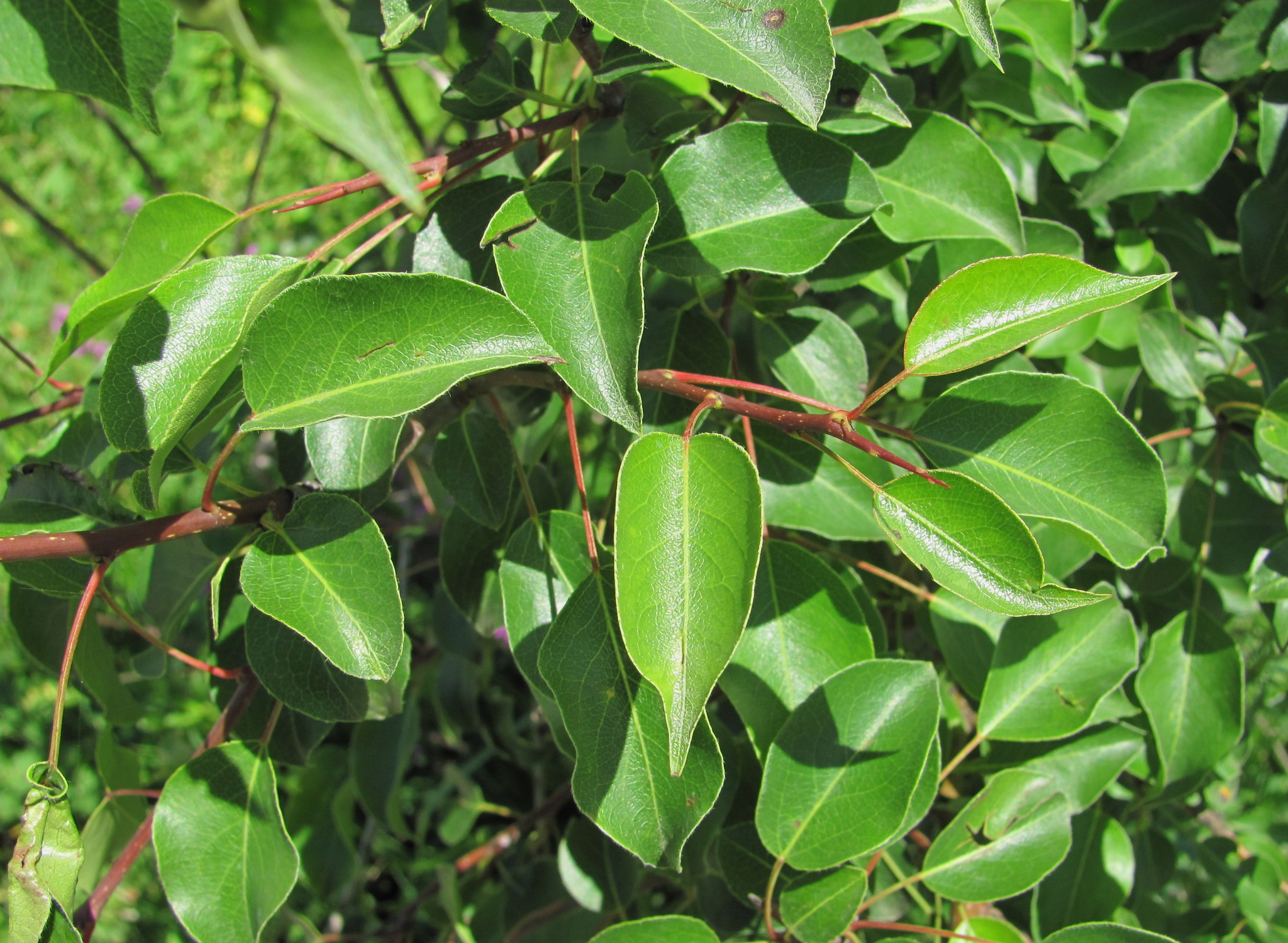 Pyrus communis subsp. caucasica (Fed.) Browicz