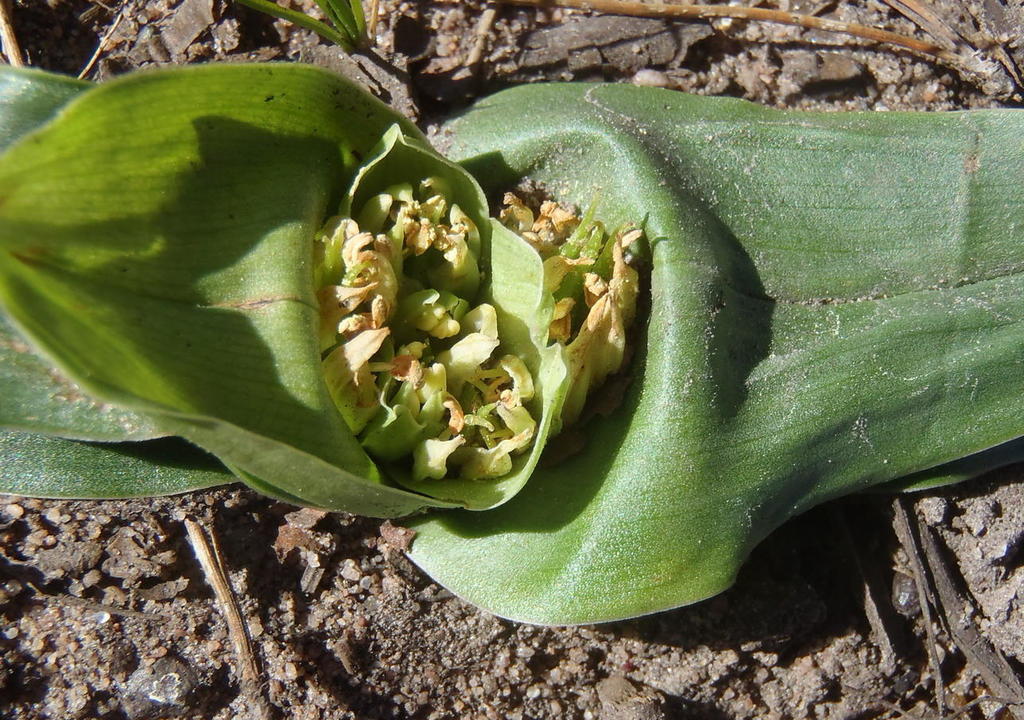 Colchicum eucomoides (Breede River Valley V 1 of 1) · iNaturalist