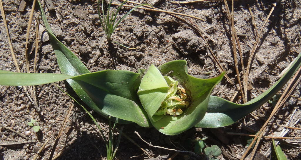 Colchicum eucomoides (Breede River Valley V 1 of 1) · iNaturalist