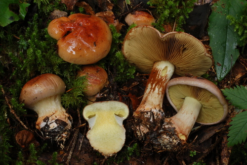 Cortinarius odorifer · iNaturalist