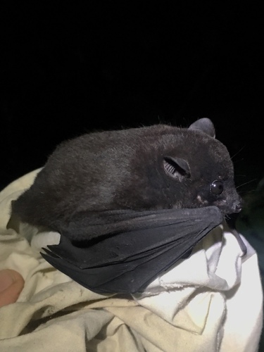 Pygmy Fruit Bat (Aethalops alecto) · iNaturalist