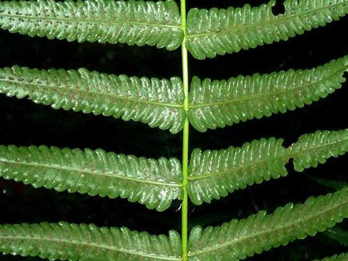 Pneumatopteris unita · NaturaLista Colombia