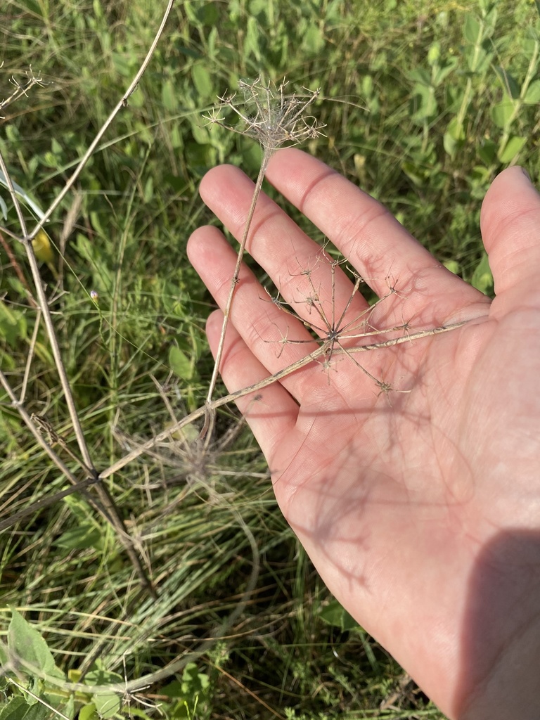 Texas Prairie Parsley from Bus US-121 S, Lewisville, TX, US on ...