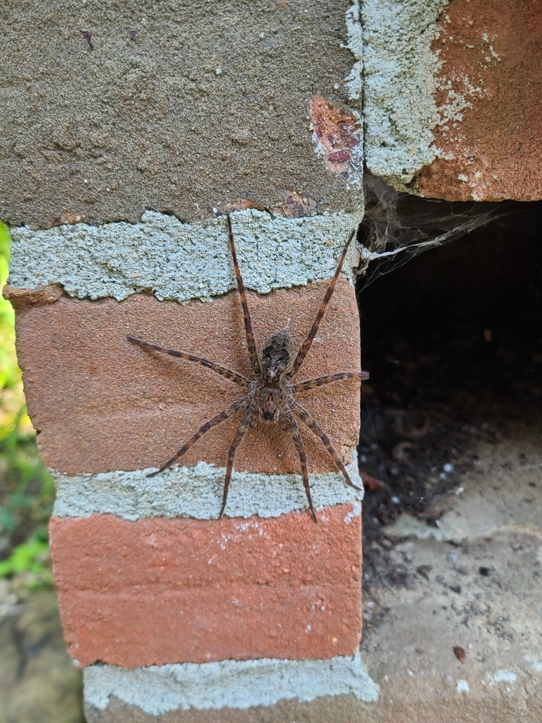 Fishing Spiders from Alexander Township, OH, USA on September 04, 2021 ...