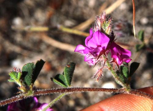 Swartberg Indigo Hybrid Swarm (Indigofera alopecuroides alopecuroides × ...
