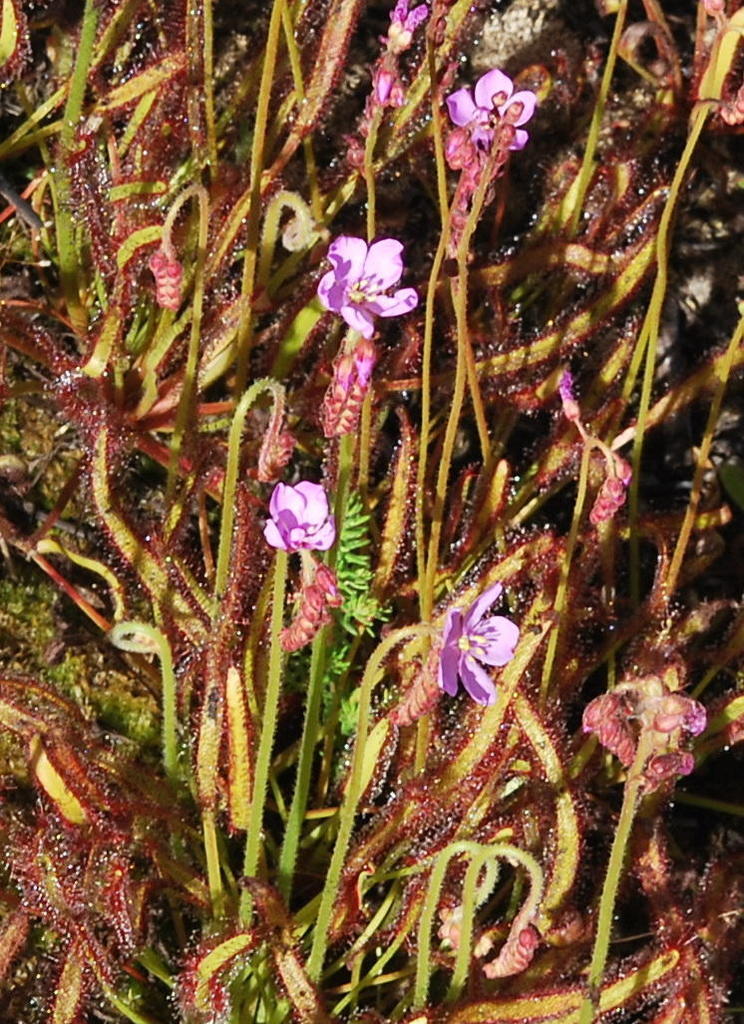 Cape Sundew from Eeensgevonden farm, Near Rawsonville on November 18 ...