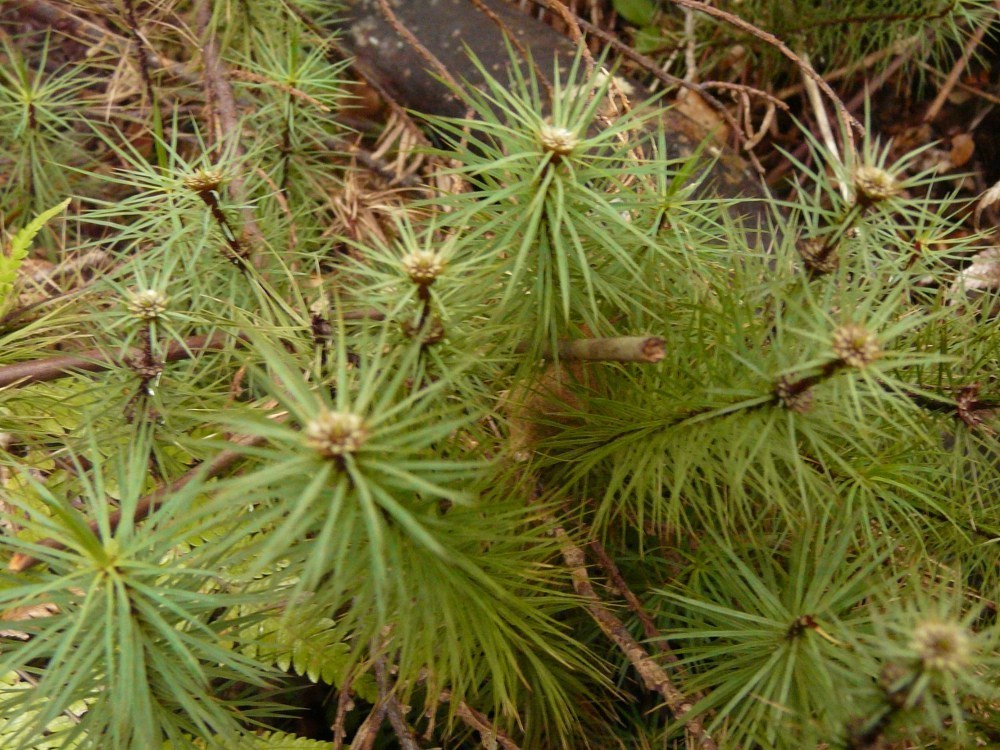 giant moss (Dawsonia superba) - Botanical Realm