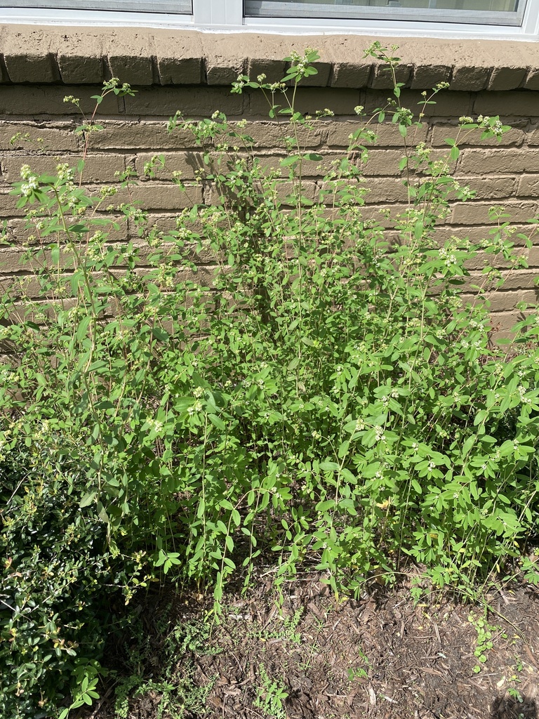 graceful spurge from Burlinghall Dr, Houston, TX, US on September 04 ...