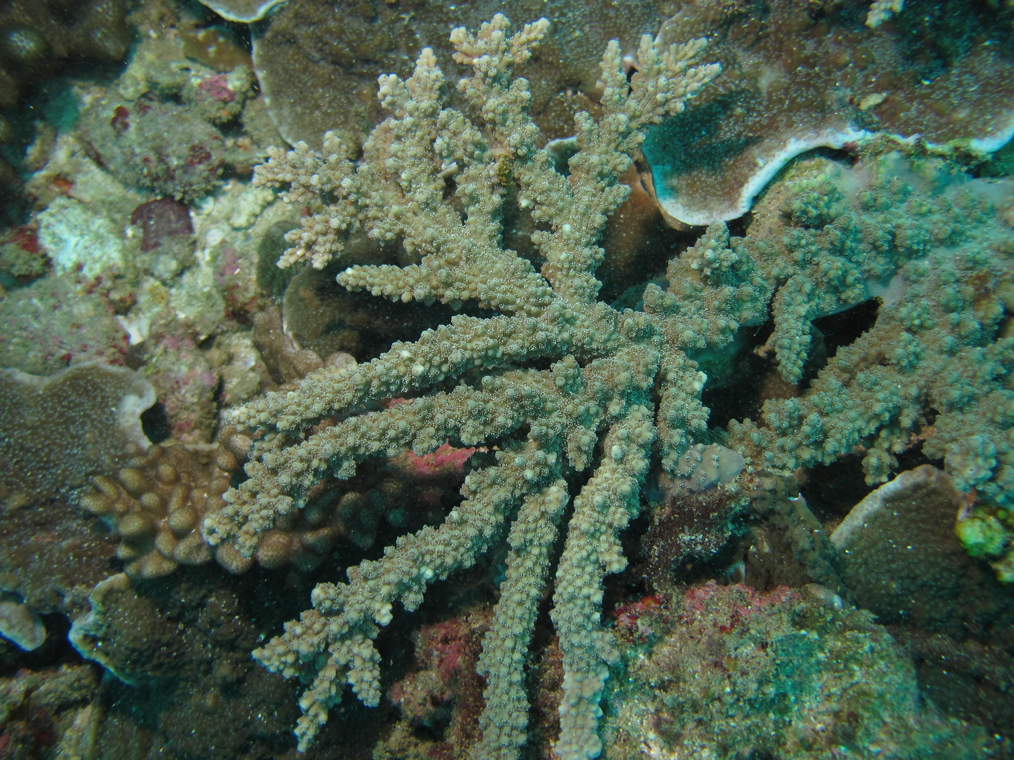 Acropora horrida (Dana, 1846)