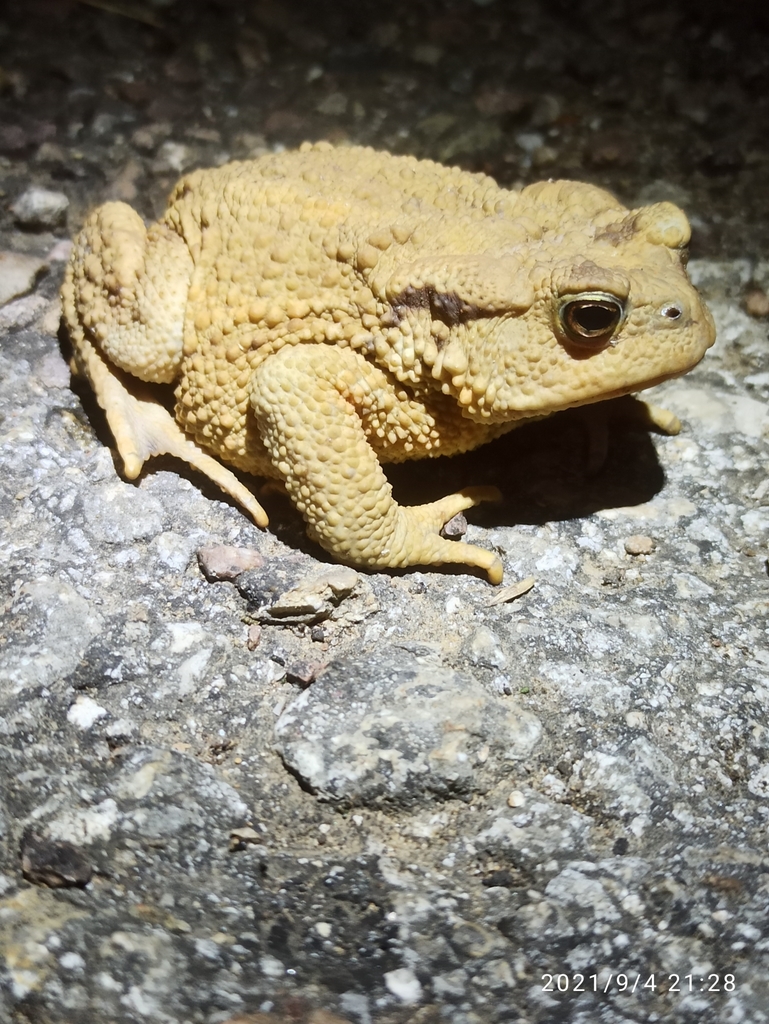 European Toad from Villegusien-le-Lac, France on September 4, 2021 at ...
