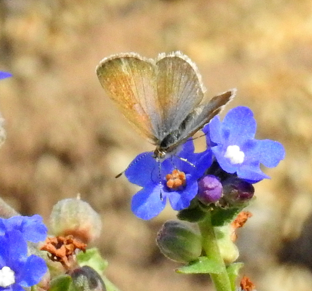 Blues from Garden Route Botanical Garden on April 16, 2018 at 12:13 PM ...