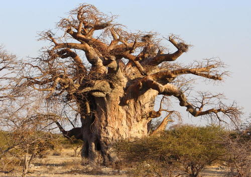 Botswana Plant Checklist from FloraSA · iNaturalist NZ