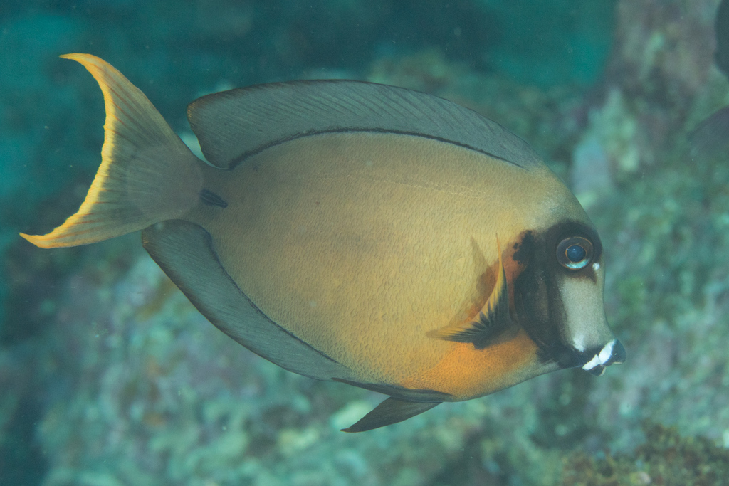 Mimic Surgeonfish (Acanthurus pyroferus) - Marine Life Identification