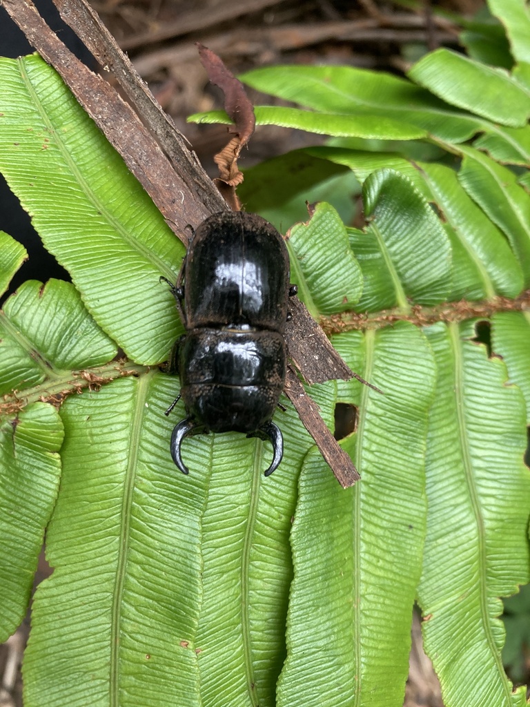 Lissapterus howittanus from McMahons Creek, VIC, AU on January 01, 2021 ...