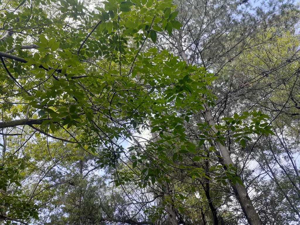 Shamel Ash from Santa Barbara 2A.SECCIÓN, 76906 El Pueblito, Qro ...