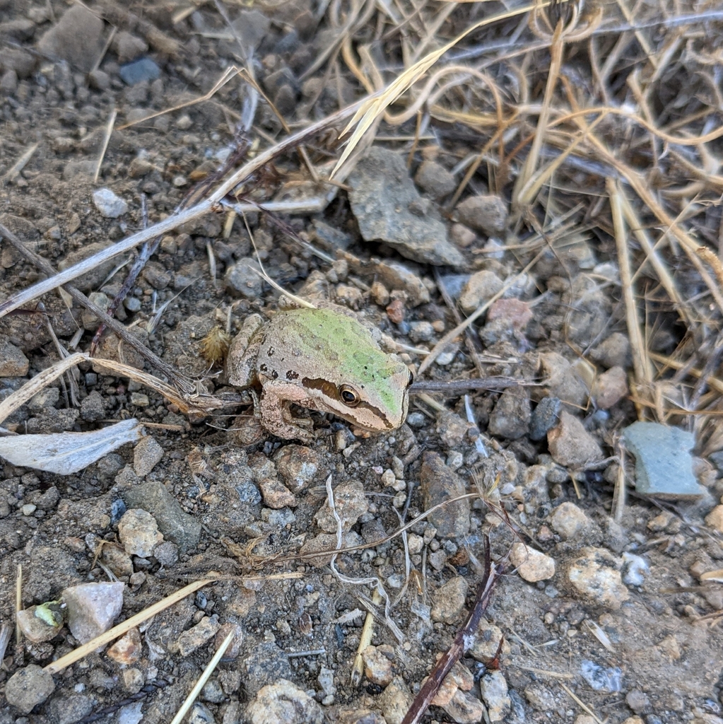 Baja California Tree Frog from Descanso, CA 91916, USA on September 04 ...