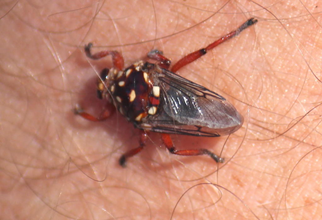 Cattle Louse Fly from Lekhubu Island: Outcrop in salt pan. Nearby dry ...