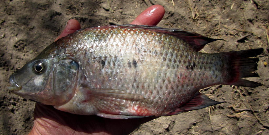 Three-spotted Tilapia (Oreochromis andersonii) - Marine Life Identification