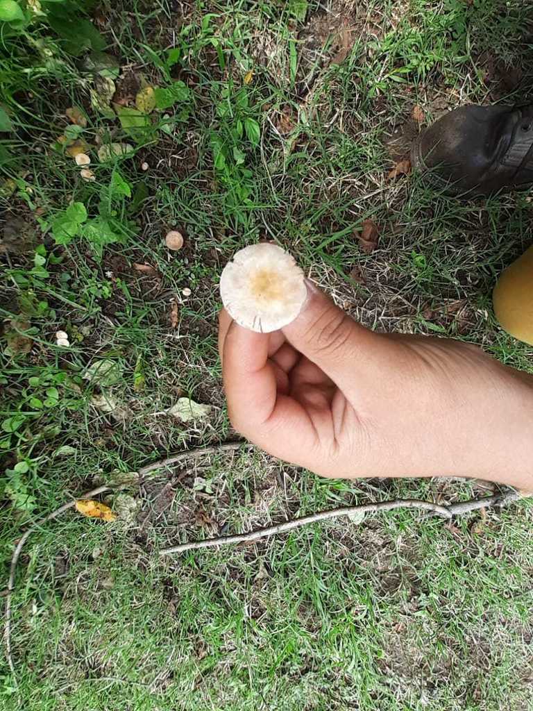 Agaricus sect. Minores from El Pueblito, Qro., México on September 4 ...