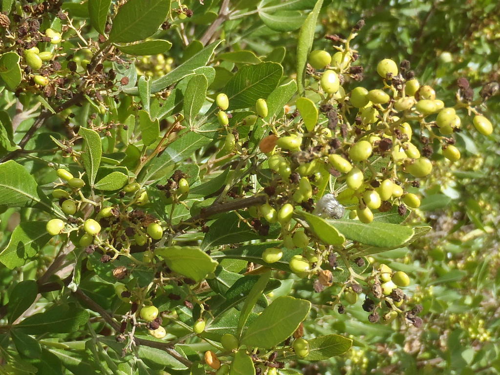 Ribbed Kunirhus (Searsia pallens) (Searsia in southern Africa ...