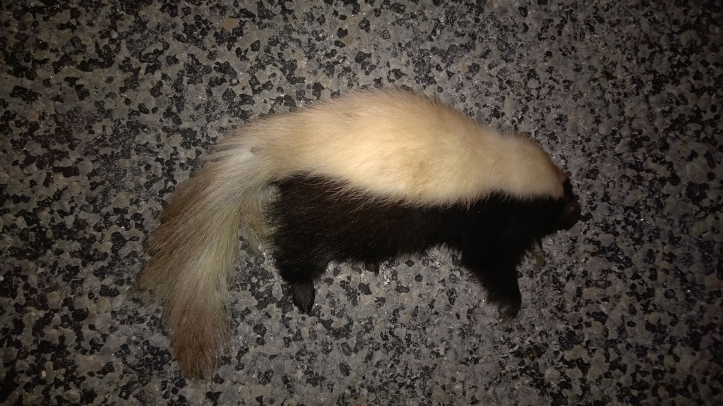 American Hog-nosed Skunk in February 2015 by John Karges. Roadkilled ...