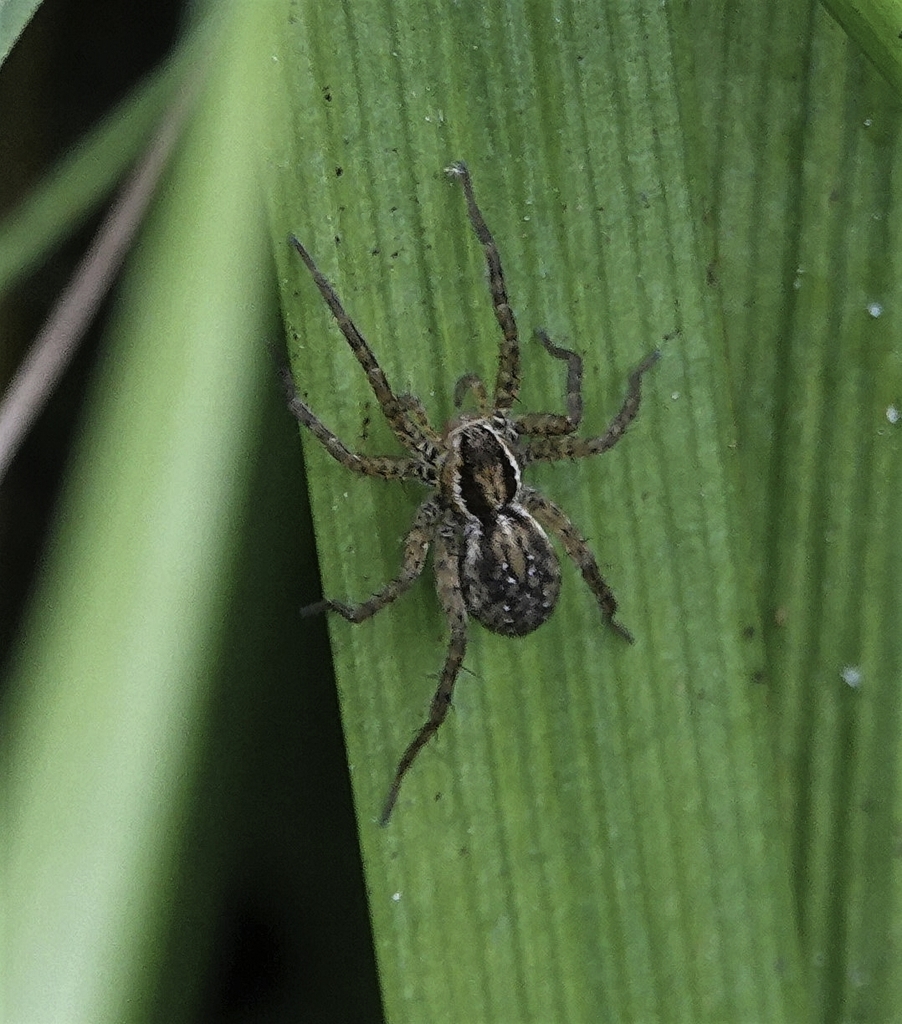 Thin-legged Wolf Spiders from Nanaimo, BC, Canada on September 3, 2021 ...