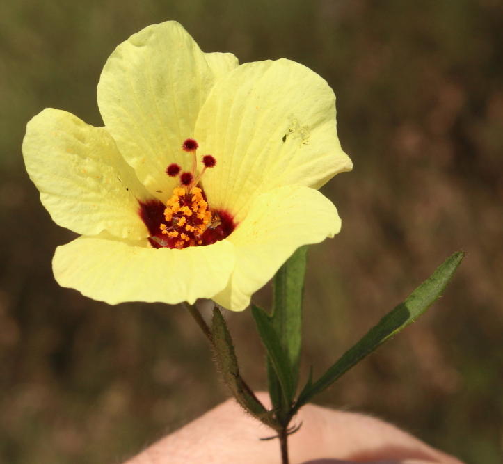 Hibiscus microcarpus from Amersfoort on February 9, 2015 by Robert ...