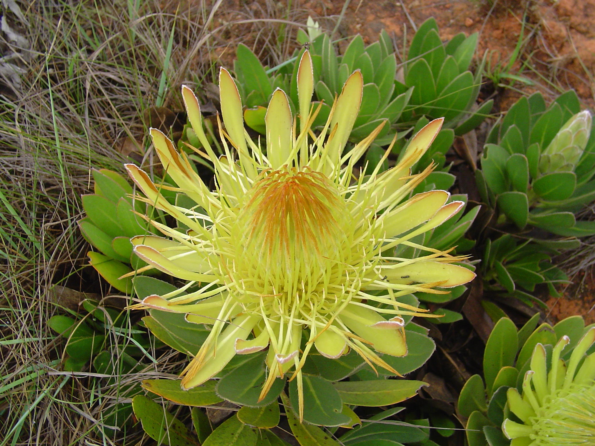 Protea roupelliae subsp. hamiltonii Beard ex Rourke