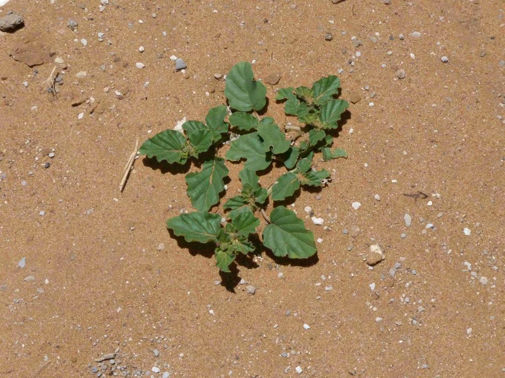 Spiderlings from Morepule B PS, Botswana on October 06, 2014 by Alex Dreyer. Spiderling ...
