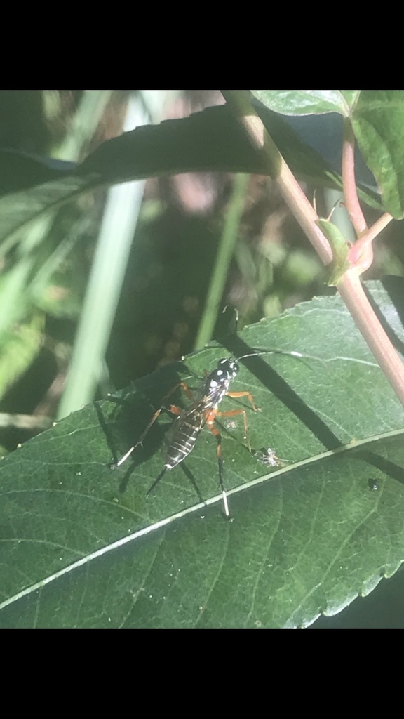 Lemon Tree Borer Parasitoid Wasp from waitawa regional park on ...