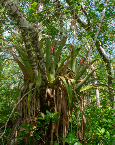 Observations by a_monter · iNaturalist