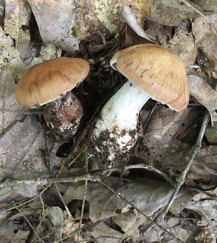 Thaxterogaster emollitus · iNaturalist