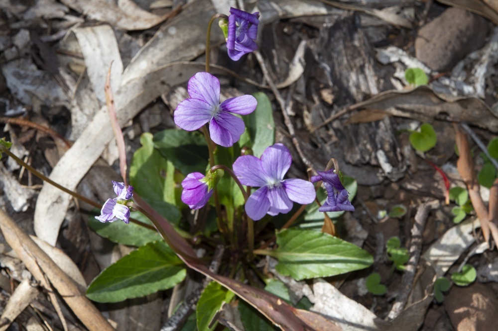 Mountain Violet from Mount Kaputar, NSW on October 01, 2014 by ...