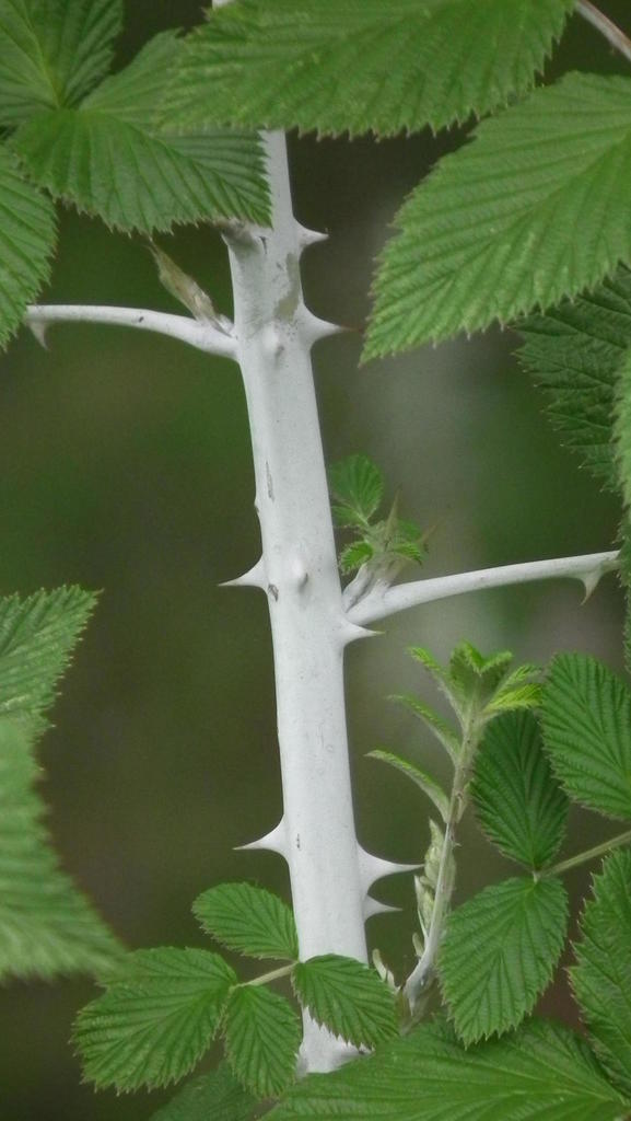 Ceylon Raspberry (Rubus niveus) - Botanical Realm