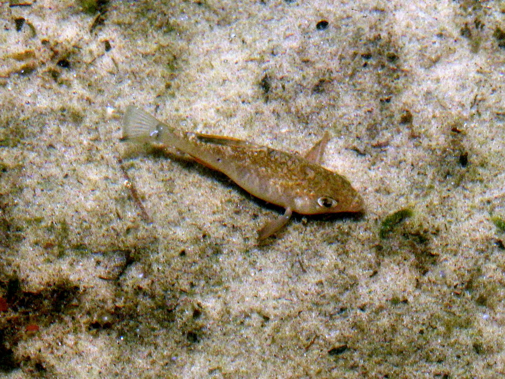 Pupfishes (Cyprinodontidae) - Marine Life Identification