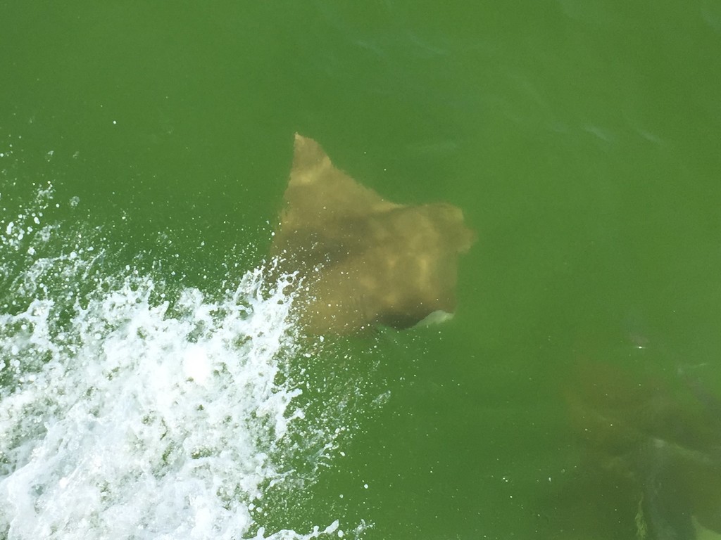 Cownose Ray in October 2015 by JeffreyGammon · iNaturalist