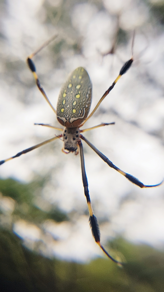 Golden Silk Spider from Ixtlahuacán de los Membrillos, Jal., México on ...