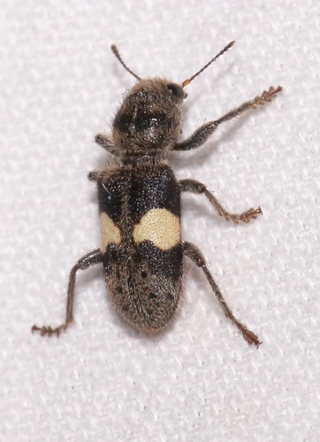 Enoclerus luscus · iNaturalist