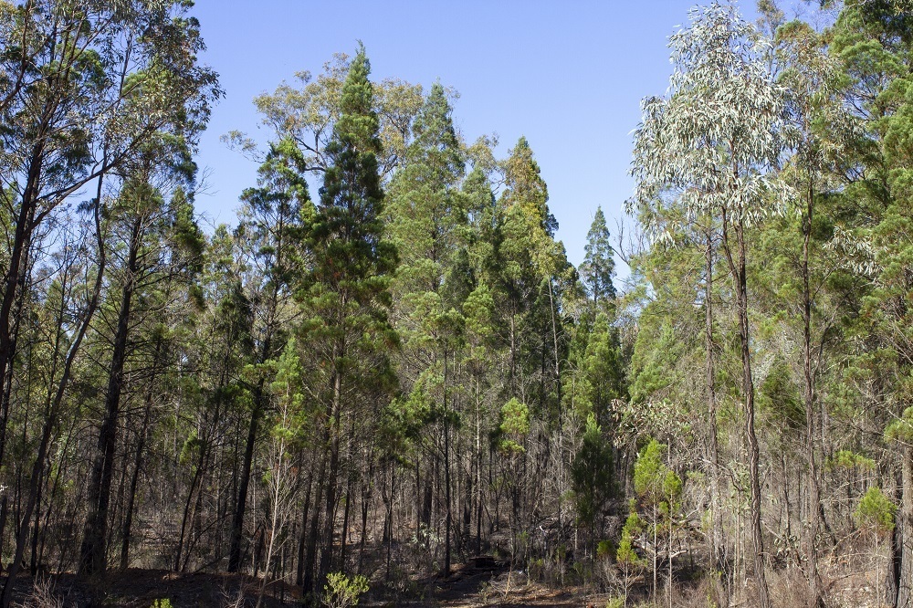 black cypress-pine from Pillaga Scrub, NSW on October 19, 2014 by ...