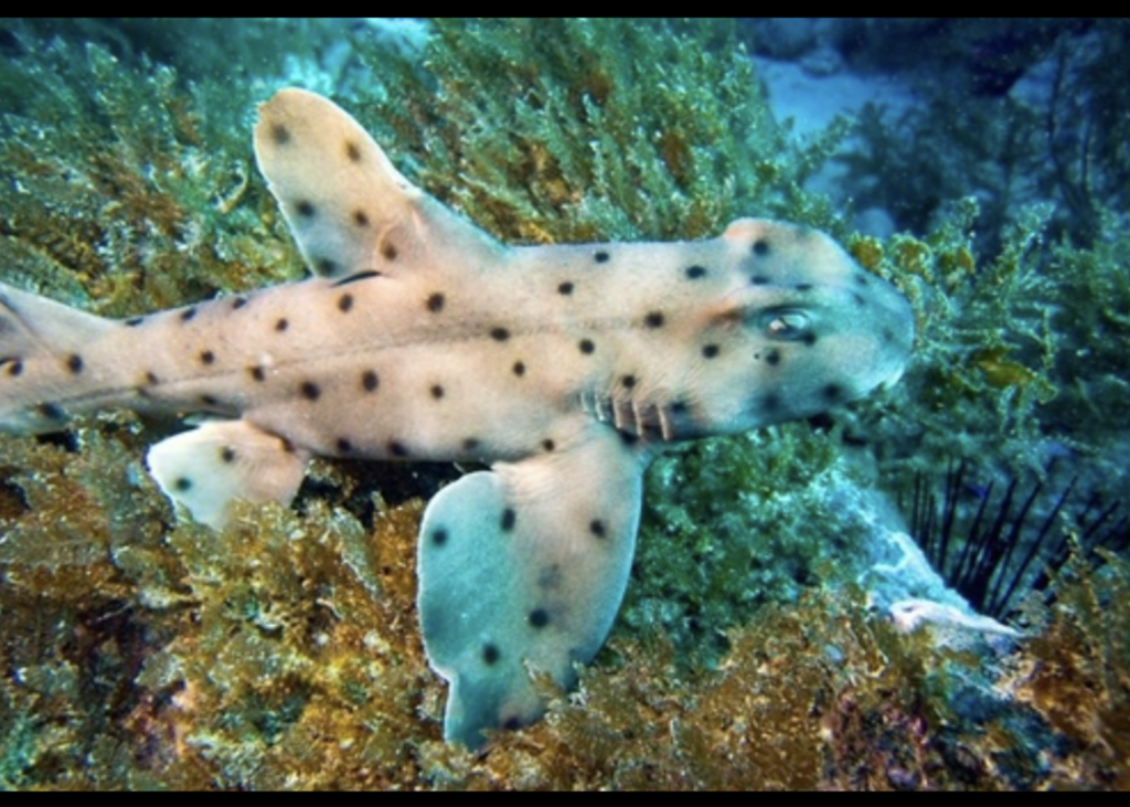 Horn Shark from Santa Catalina Island, California 90704, USA on August ...
