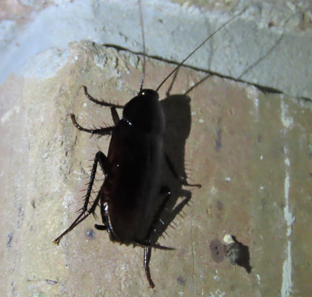 Smoky Brown Cockroach from Ocean Springs, MS 39564, USA on September 04 ...