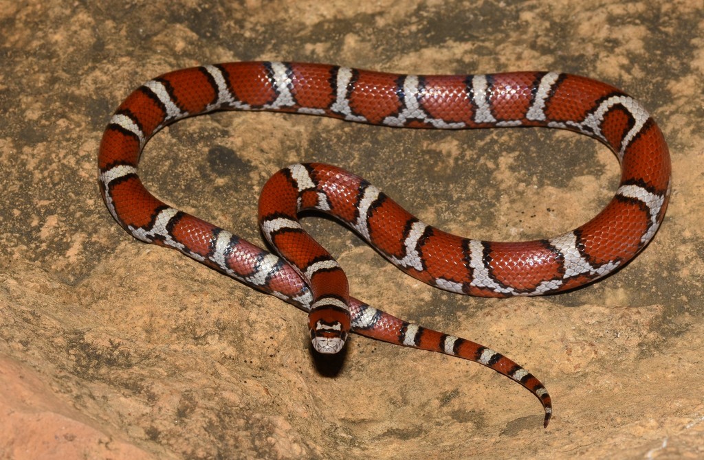 10 Facts About The Scarlet Kingsnake – Snake Radar