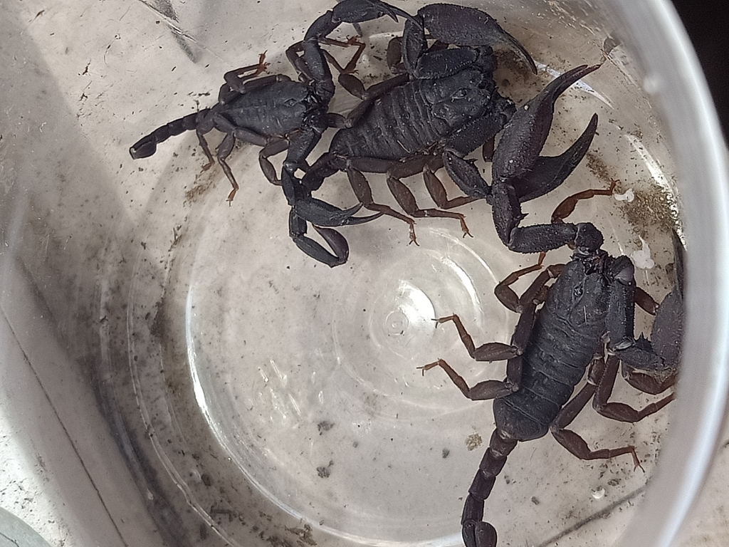 Scorpiops validus from 云南省红河哈尼族彝族自治州元阳县小石门 on September 02, 2021 at 11: ...