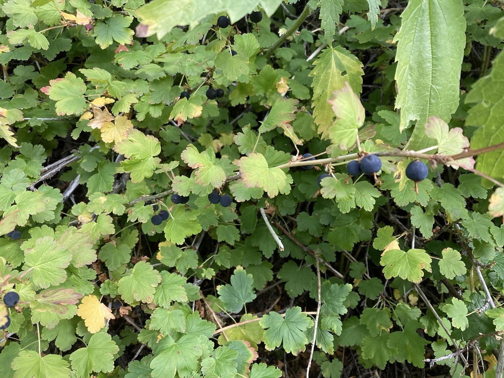 Canadian gooseberry from Nephi, UT, US on August 24, 2021 at 06:55 PM ...