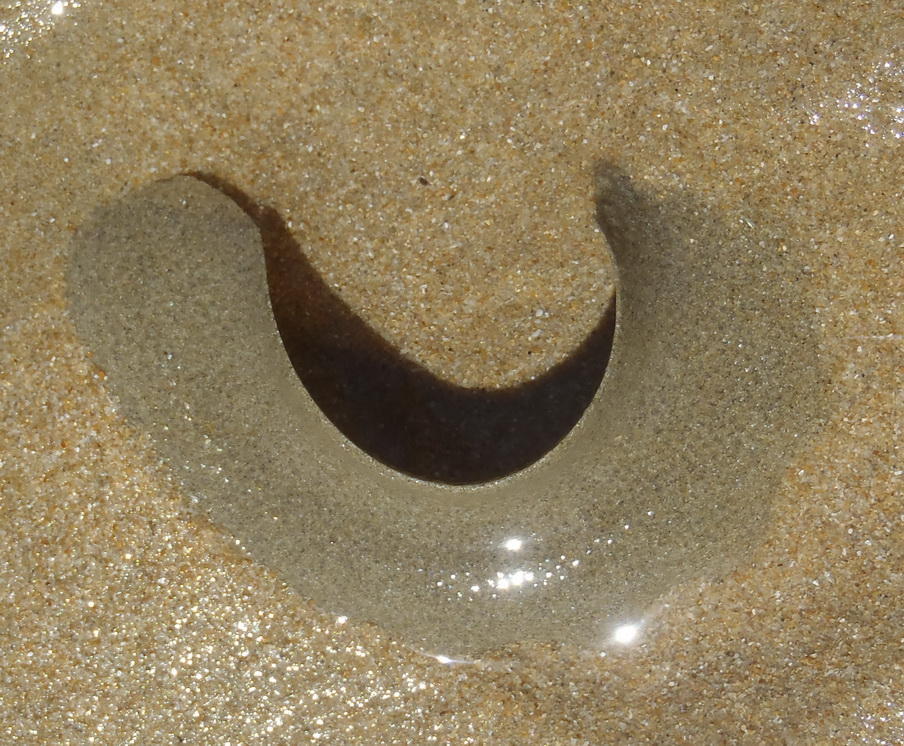 Bladder Moon Snail from Goukamma Nature Reserve on February 23, 2015 by ...