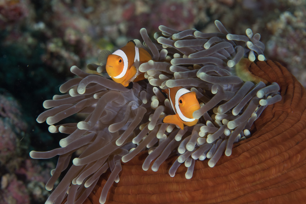 Percula Anemonefish (Amphiprion percula) - Marine Life Identification