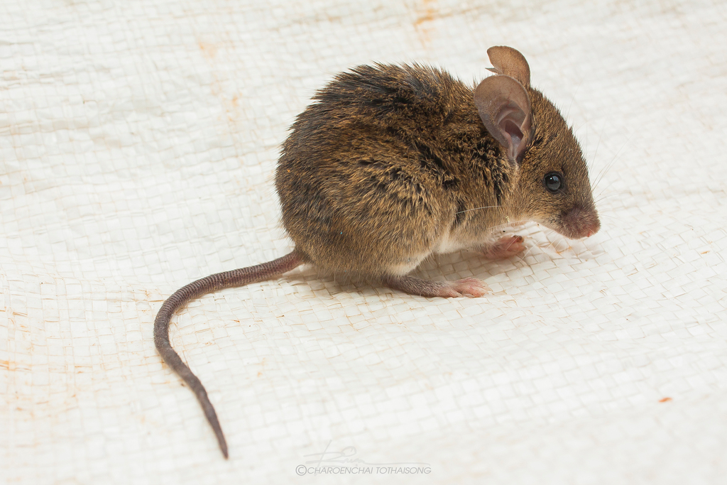 Ryukyu Mouse from Ban Klang, Lom Sak District, Phetchabun, Thailand on ...